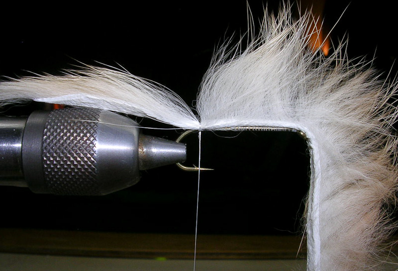 Flesh Fly for Rainbow Trout