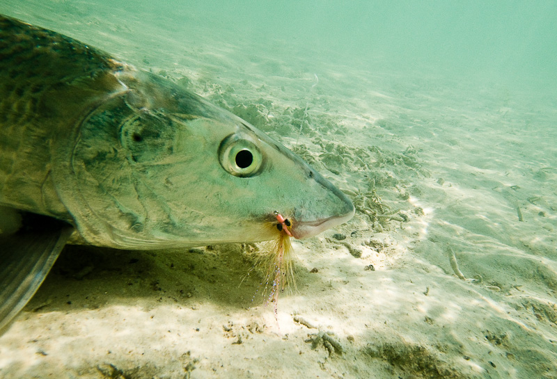 Bonefish Story from South Andros Island in the Bahamas