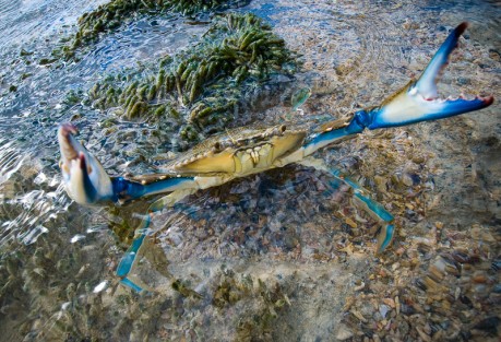 Bahamas Crab Picture