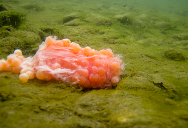 Salmon Flesh – How to Fish Flesh Flies