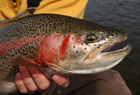 Rainbow Trout at Alaska West