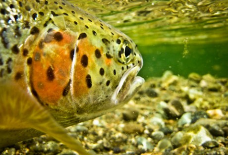 Alaska Trout Fishing Pictures | Rainbow Trout in Western Alaska