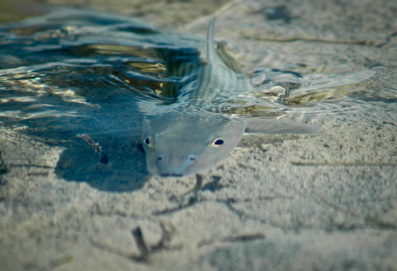 Bonefish Movement | Story from Andros Island
