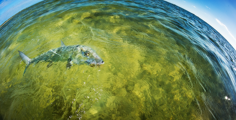 Bonefish Picture | Fish Eye Lens in the Bahamas