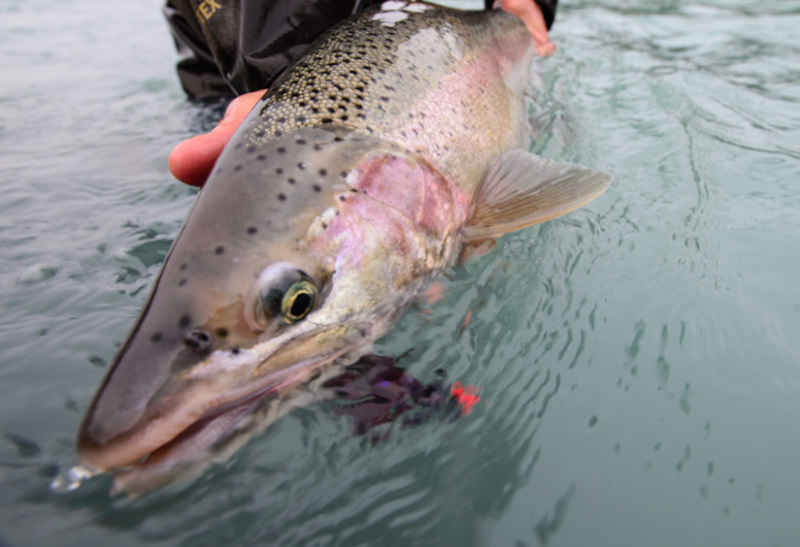 TU Wild Steelhead Initiative | Trout Unlimited