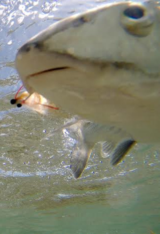 South Andros Mini Gallery | Bonefishing Photos From Peter Viau