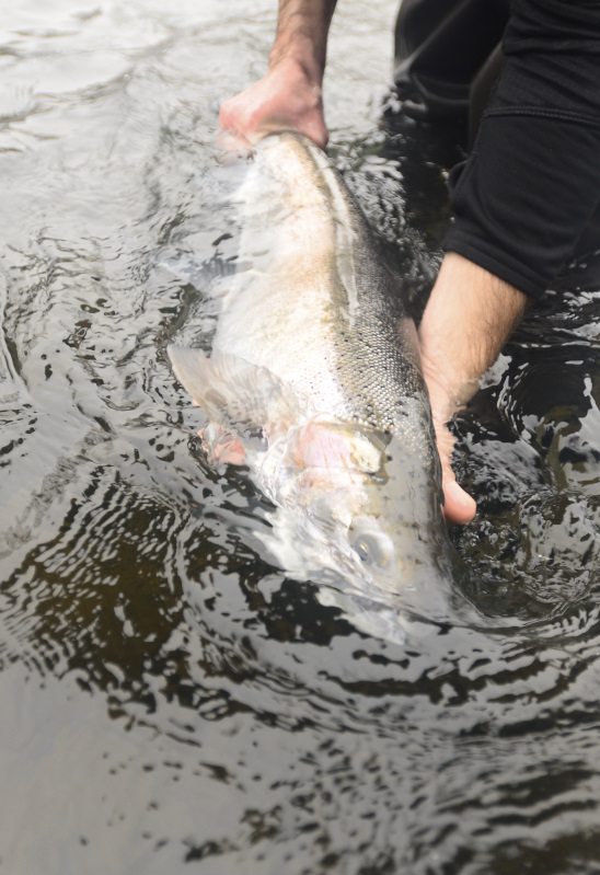 Keep ‘Em Wet | Native Fish Society Keep ‘Em Wet Campaign