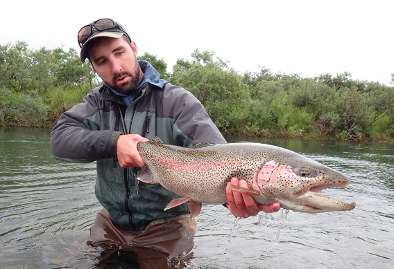 Nice Fish, Ben | Huge Leopard Rainbow Trout From Alaska West