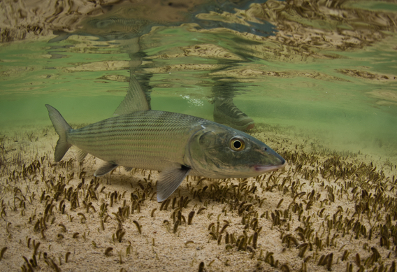 Bahamas Announces New National Parks | New Protected Bonefish Habitat
