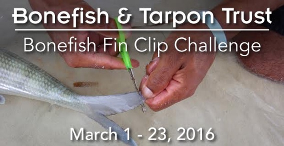 BTT Bonefish Fin Clip Challenge | Help BTT Fin Clip Bonefish