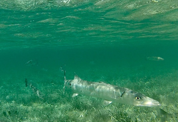 3 Tips to Catch More ‘Cudas | Fly Fishing for Barracuda