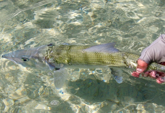 Bonefishing for Beginners – Roundup | Fly Fishing for Bonefish Articles