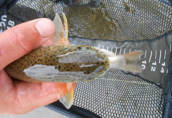 Small Fish, Big Fly | Why We Like Big Flies for Our Trout