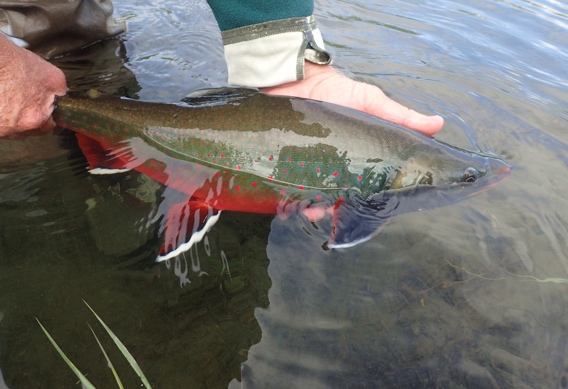 Fall Colors | Dolly Varden Spawning Colors at Alaska West