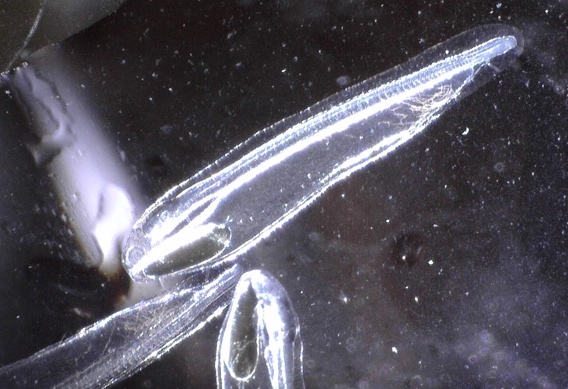 First Induced Spawning of Wild Bonefish | Bonefish Science News