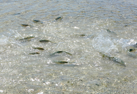 Skinny Water Bonefish | Photos of Bonefish in Shallow Water