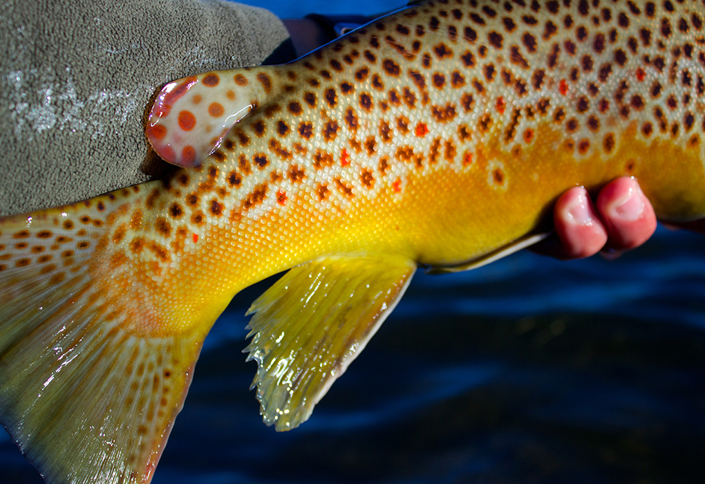 The Beauty is in the Details: The Adipose Fin