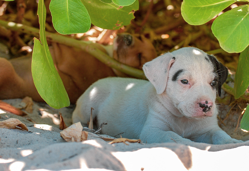 Puppy Potcakes Need our Help!