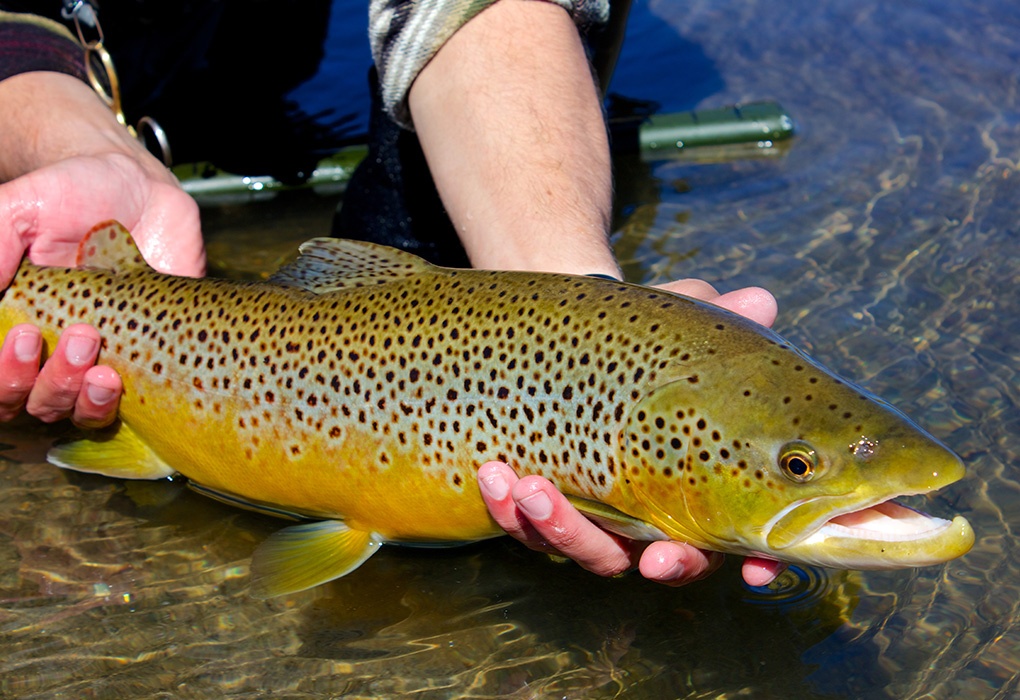 Solve the Riddle of Fishing Riffles