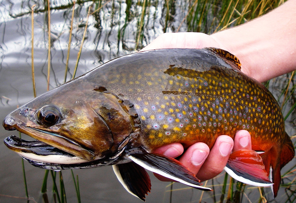 The Beauty is in the Details // Brook Trout Edition