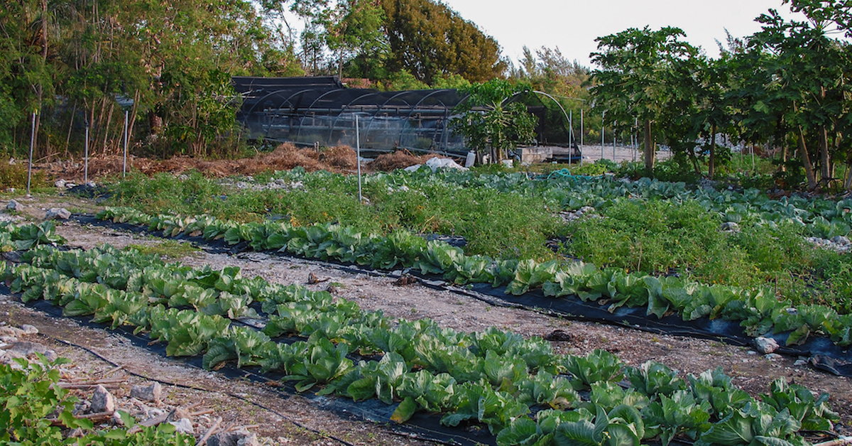 Andros South’s Produce