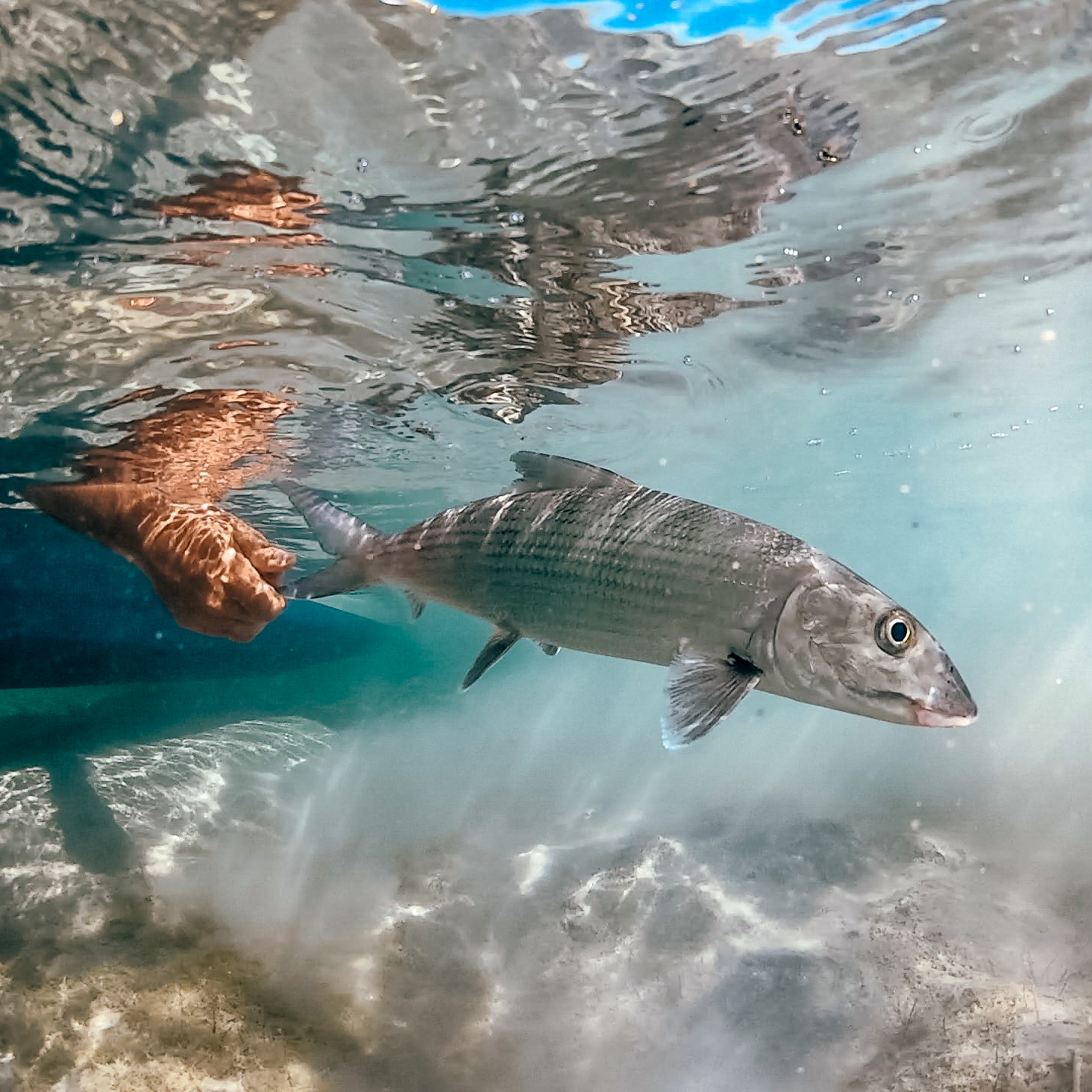 Bonefishing Tips | All About Bonefishing