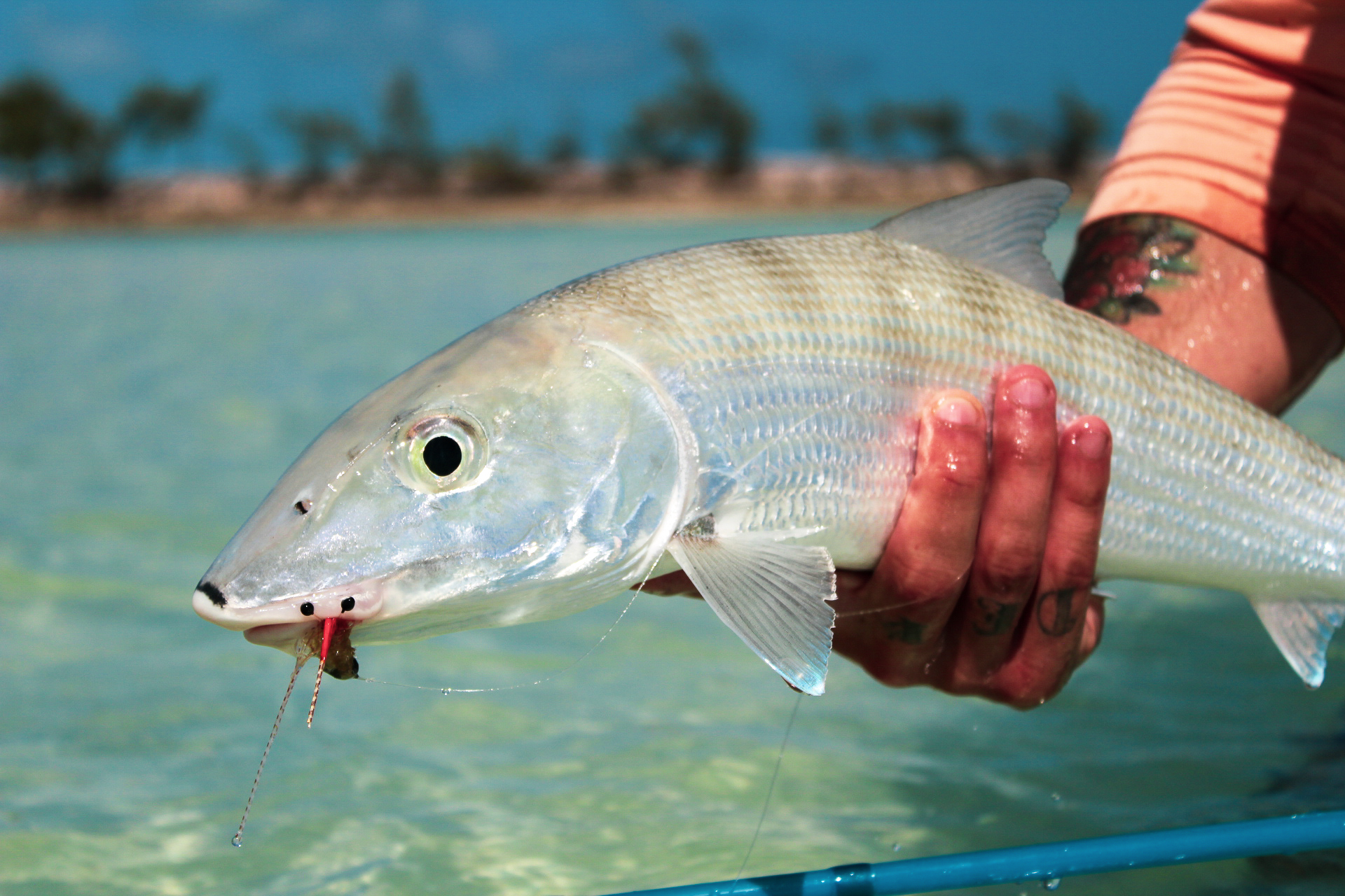 South Andros Island: Remarkable Bonefishing