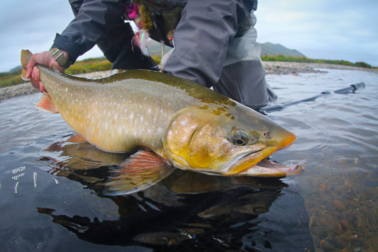All About Alaska’s Arctic Char