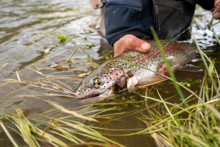 Mousing for Rainbow Trout – 5 Tips