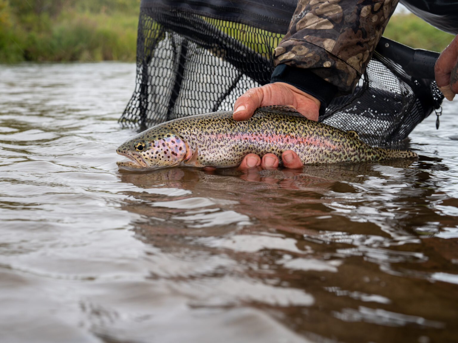 Tips on Mousing for Rainbow Trout and Grayling at Alaska West