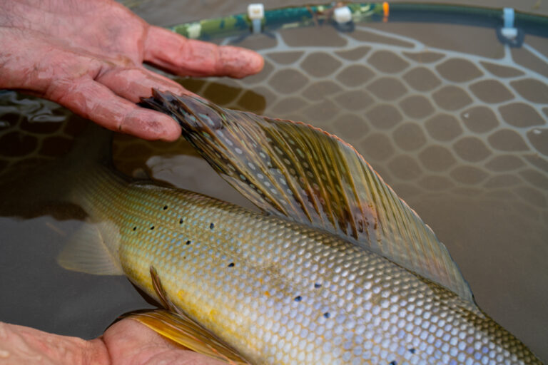 Tips on Mousing for Rainbow Trout and Grayling at Alaska West